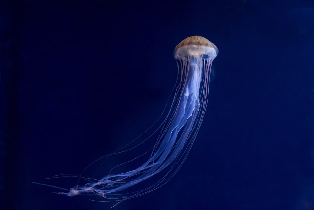 ¿Conoces la Cubomedusa Más Venenosa del Mundo? | NoticiasCuriosas.info